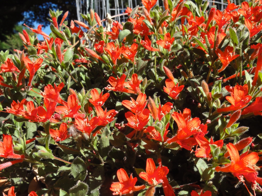 Susan and Willy Mautner's garden - #34 - Bringing Back the Natives ...