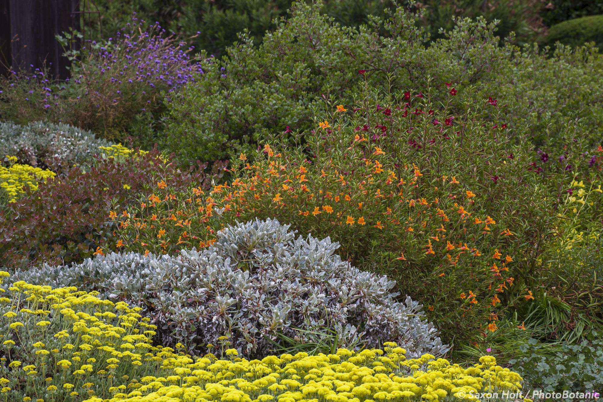 Nancy Niemeyer’s garden ♿️ 🐦 - Bringing Back the Natives Garden Tour