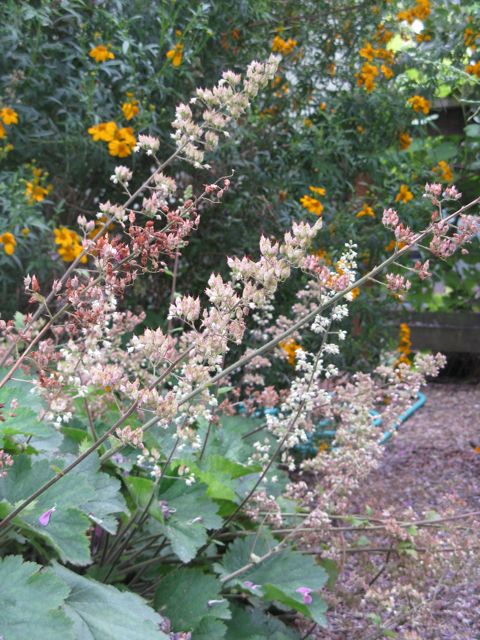 Christopher Kroll’s garden - Bringing Back the Natives Garden Tour