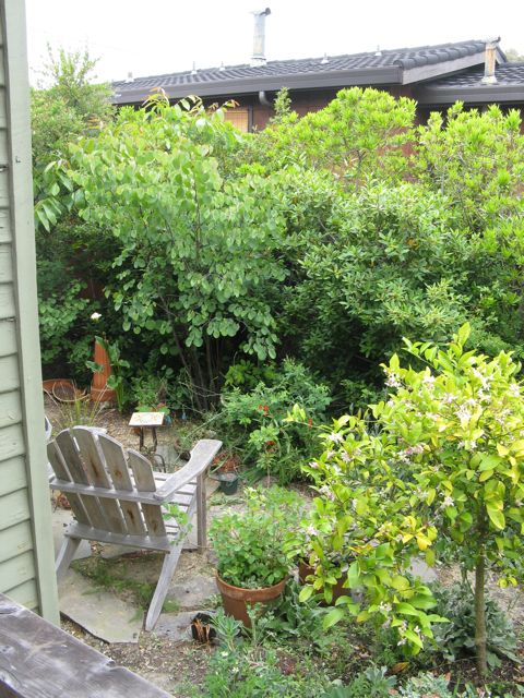 Christopher Kroll’s garden - Bringing Back the Natives Garden Tour