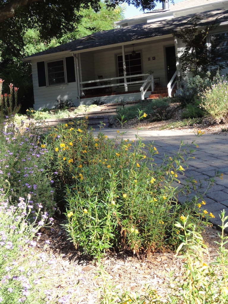 Susan and Willy Mautner's garden - #34 - Bringing Back the Natives ...