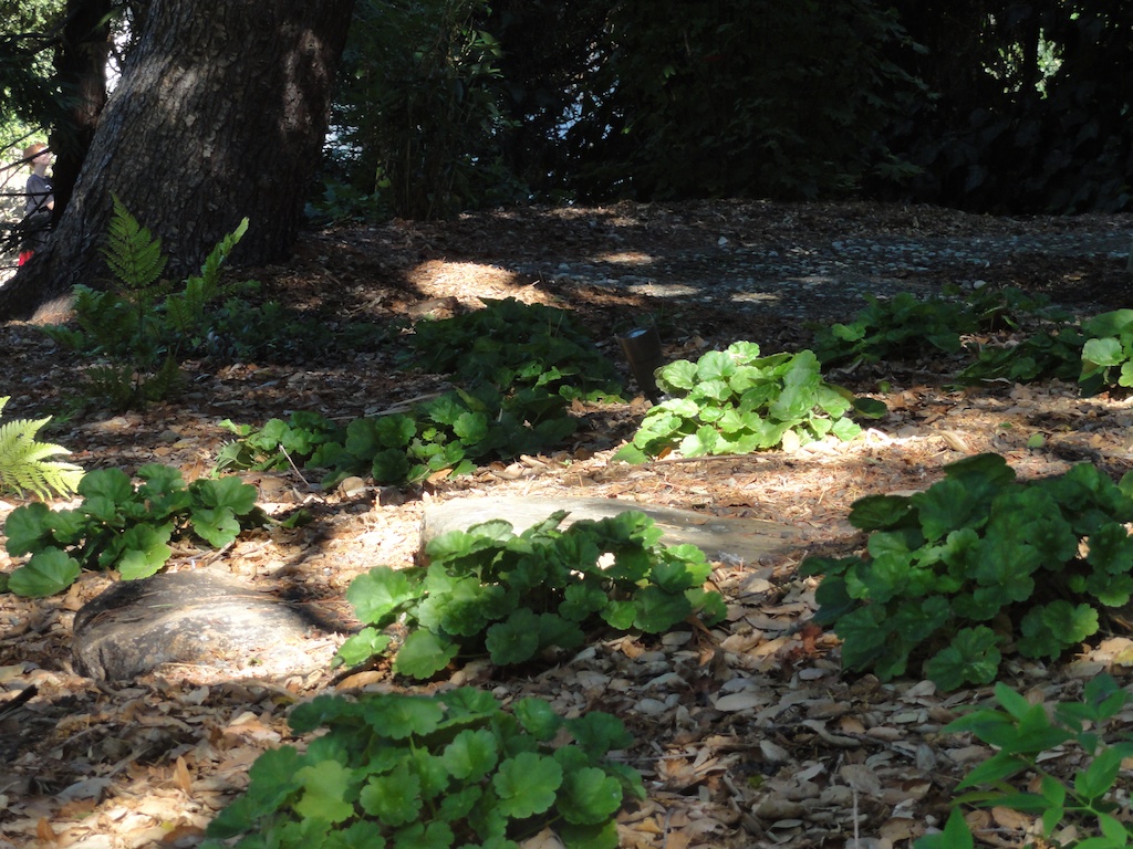 Susan and Willy Mautner's garden - #34 - Bringing Back the Natives ...