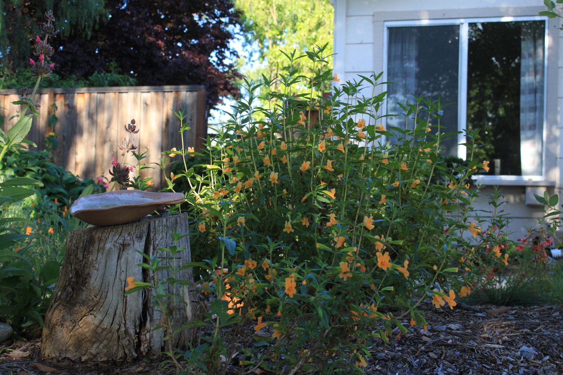 Dixie Finley’s garden - Bringing Back the Natives Garden Tour