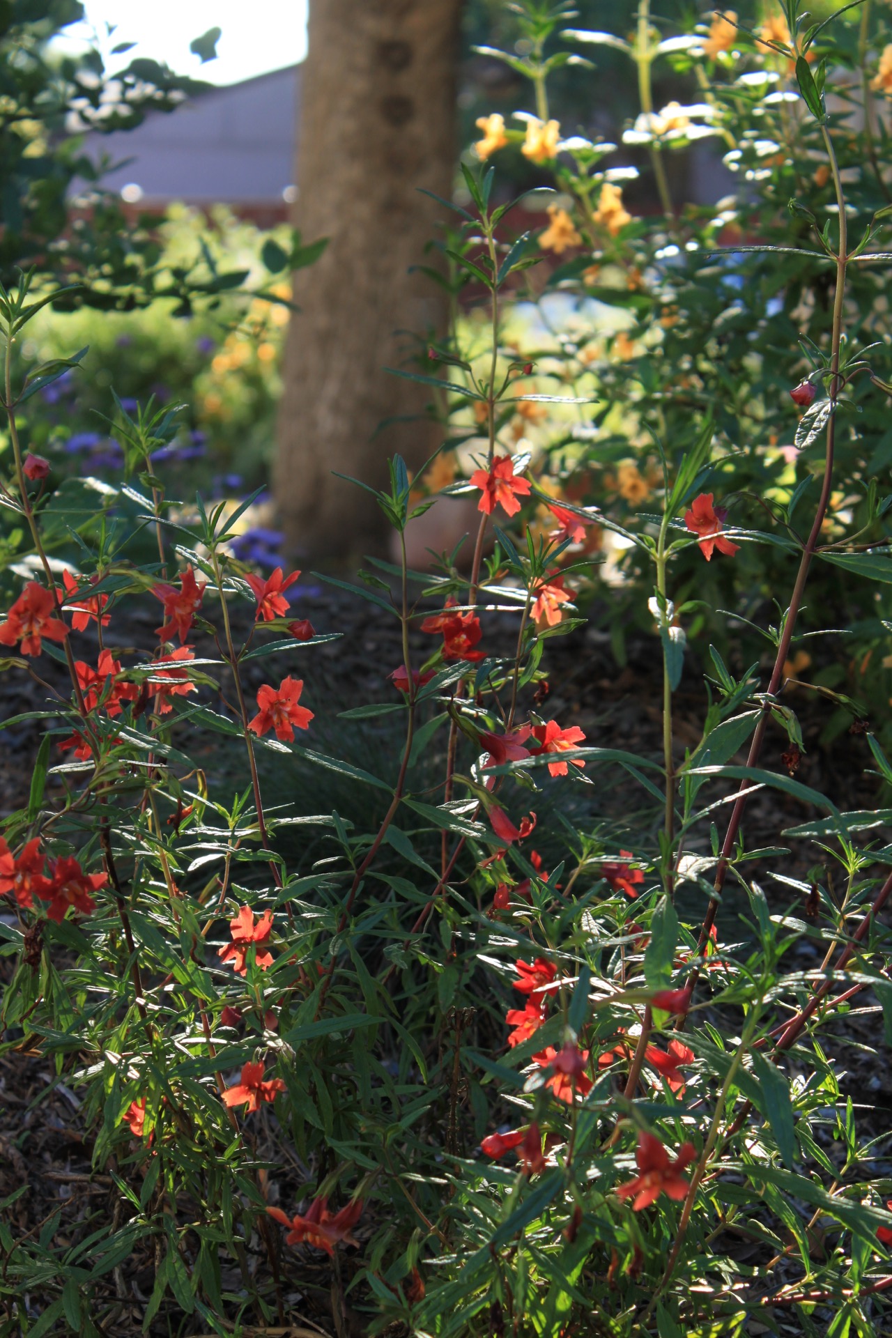 Dixie Finley’s garden - Bringing Back the Natives Garden Tour