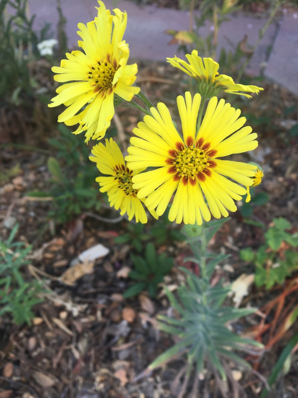 Victoria Gardens Pollinator Corridor — #26 ♿️ - Bringing Back the ...