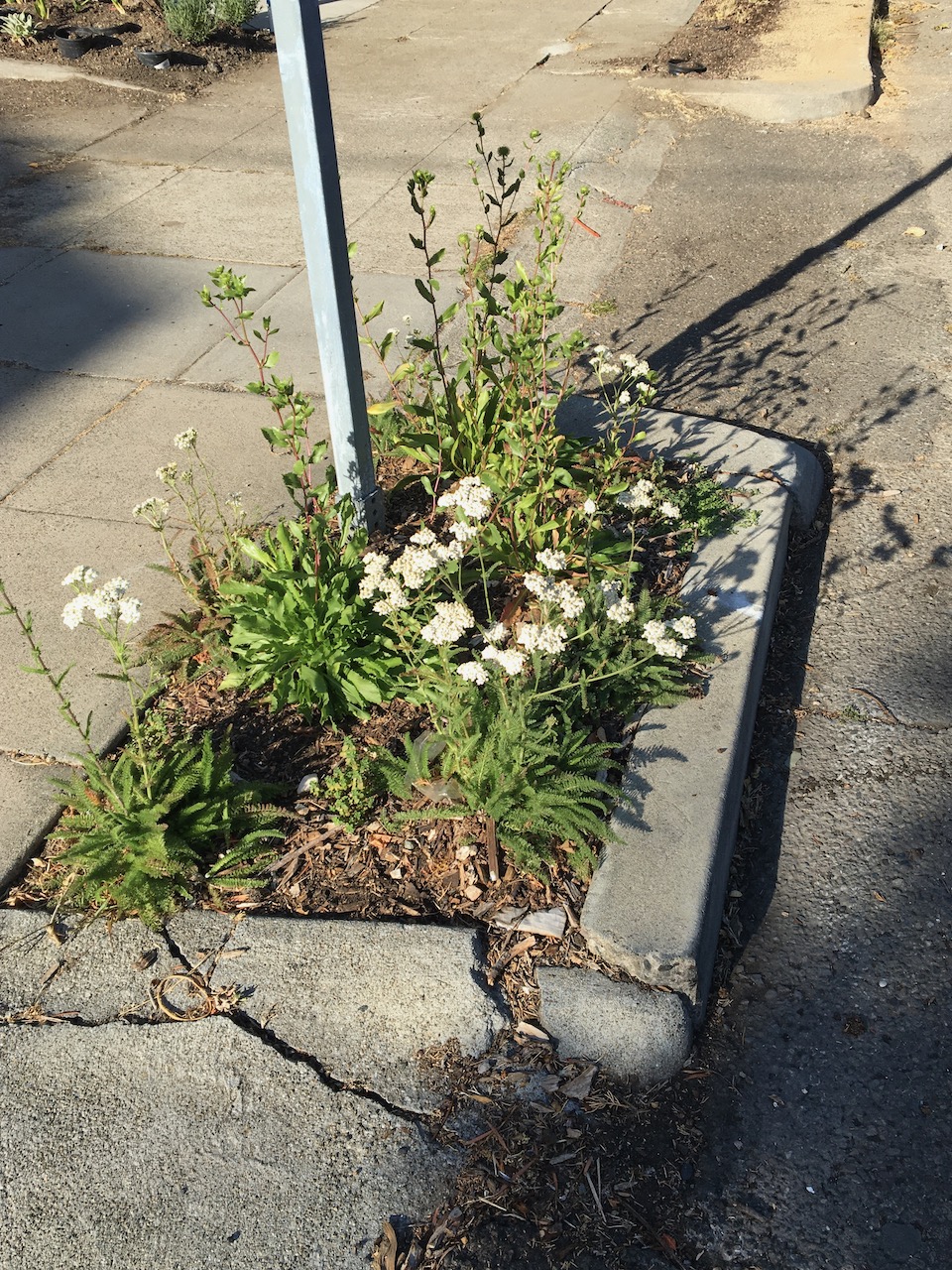 Victoria Gardens Pollinator Corridor — #26 ♿️ - Bringing Back the ...