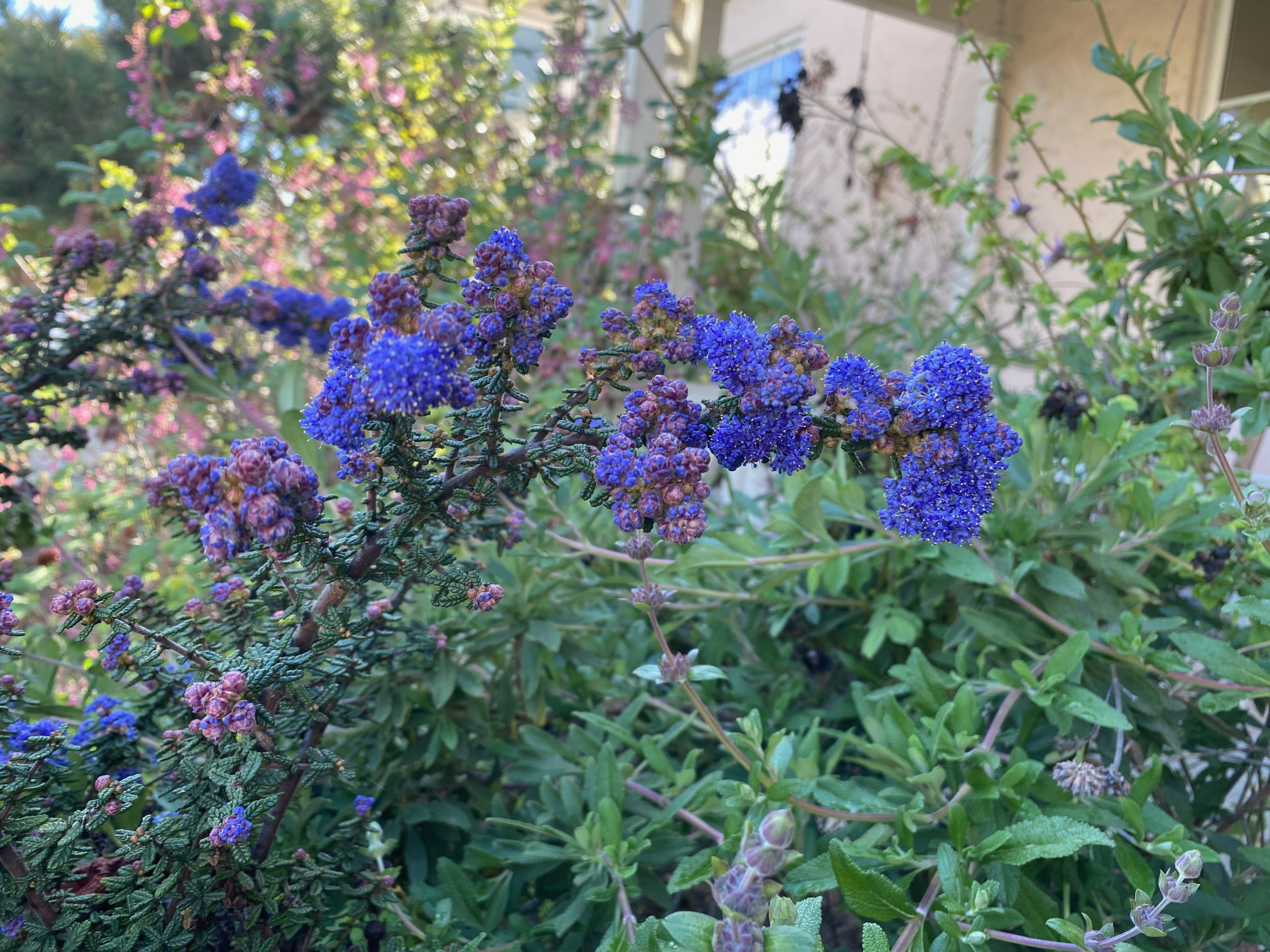 Joanna Reed and Paul Fine's garden ♿️ 🐦 - #9 - Bringing Back the ...