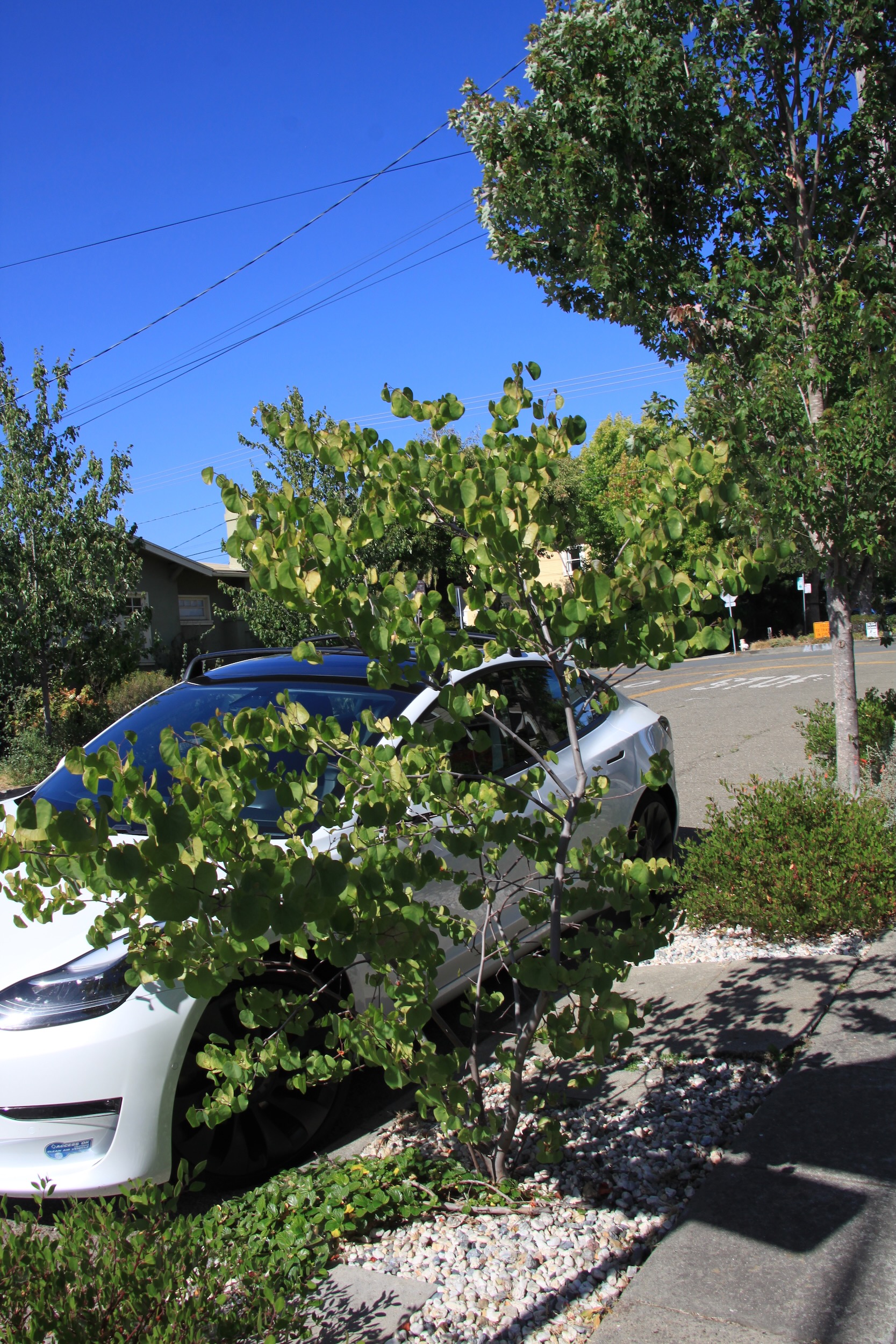 Pollinator pathway: 1 traffic circle, 2 front gardens, & 7 parking ...