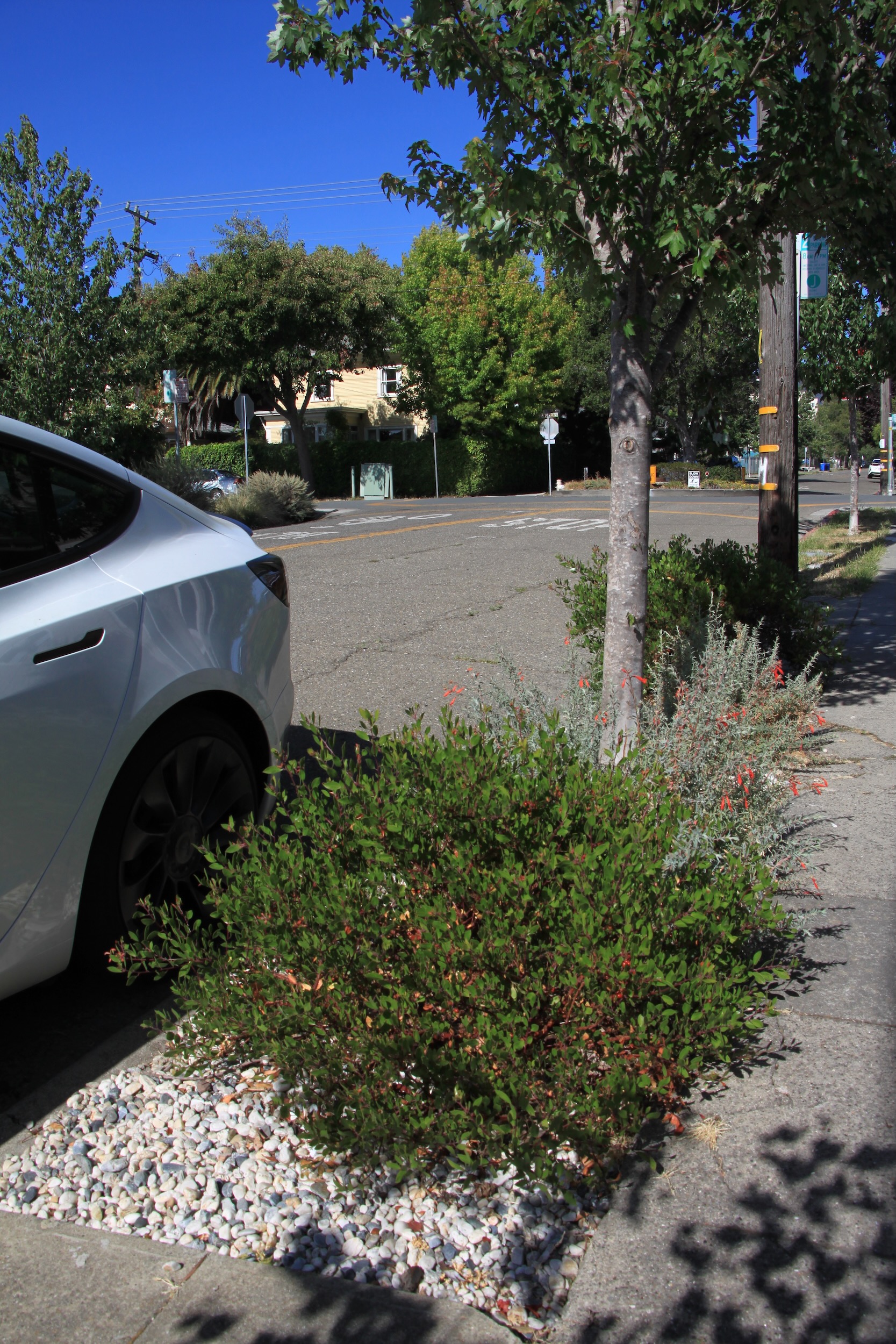 Pollinator pathway: 1 traffic circle, 2 front gardens, & 7 parking ...