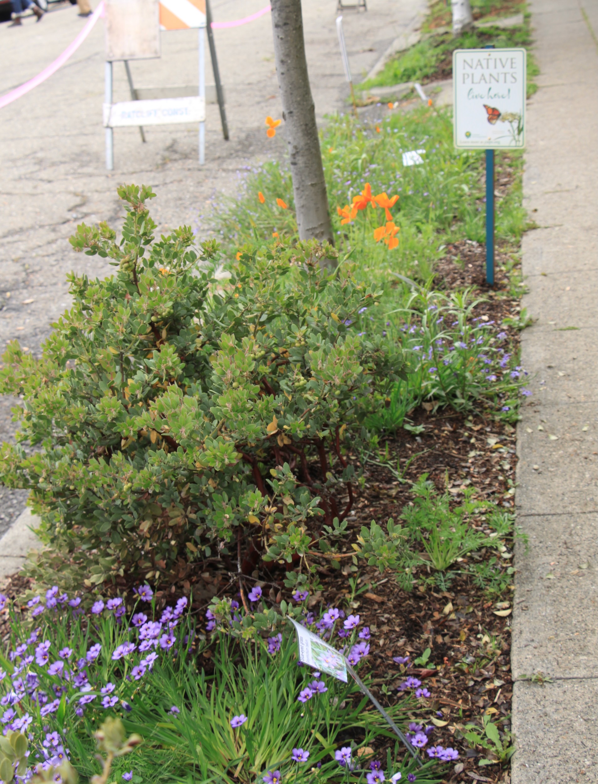 Pollinator pathway: 1 traffic circle, 2 front gardens, & 7 parking ...
