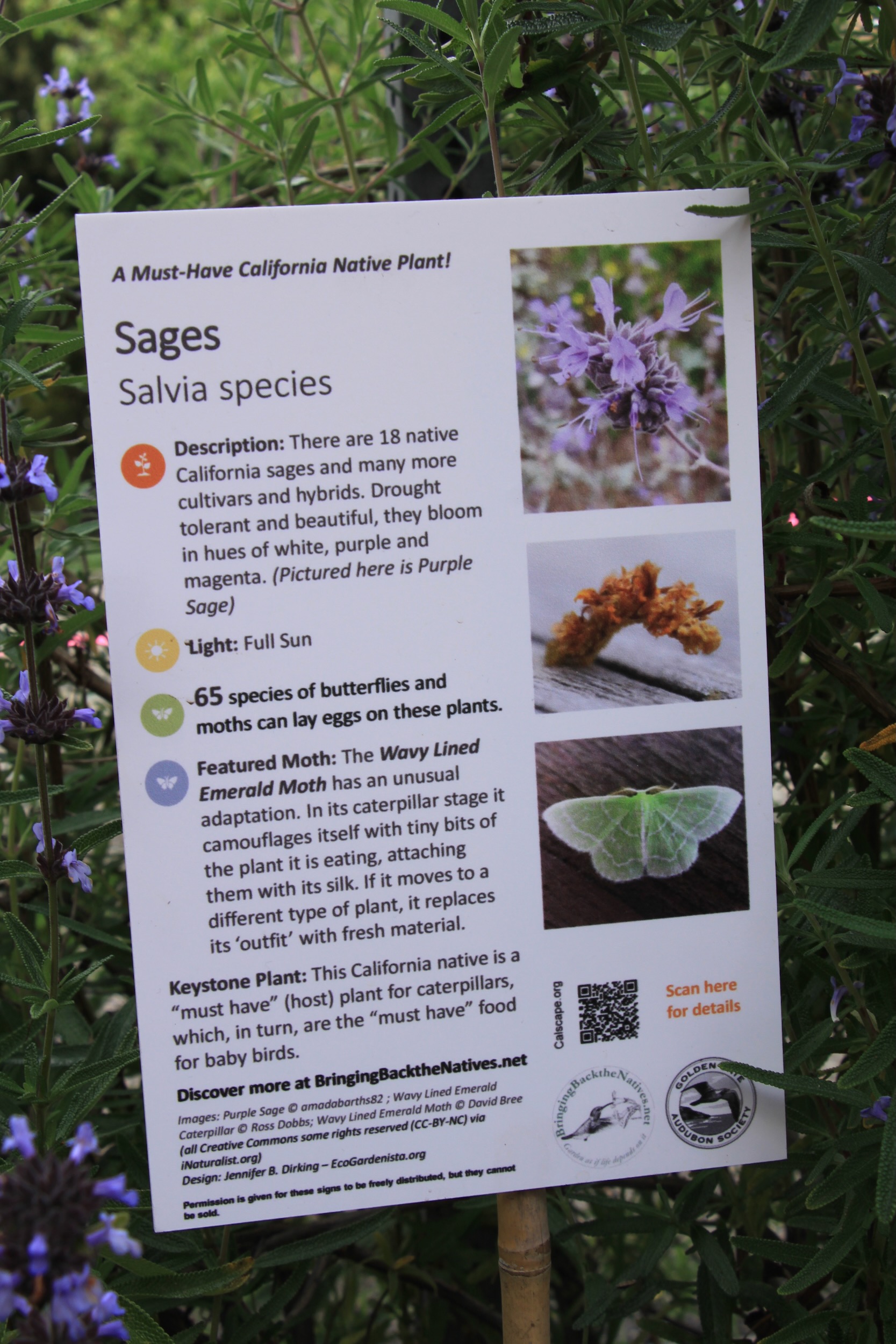 Pollinator pathway: 1 traffic circle, 2 front gardens, & 7 parking ...