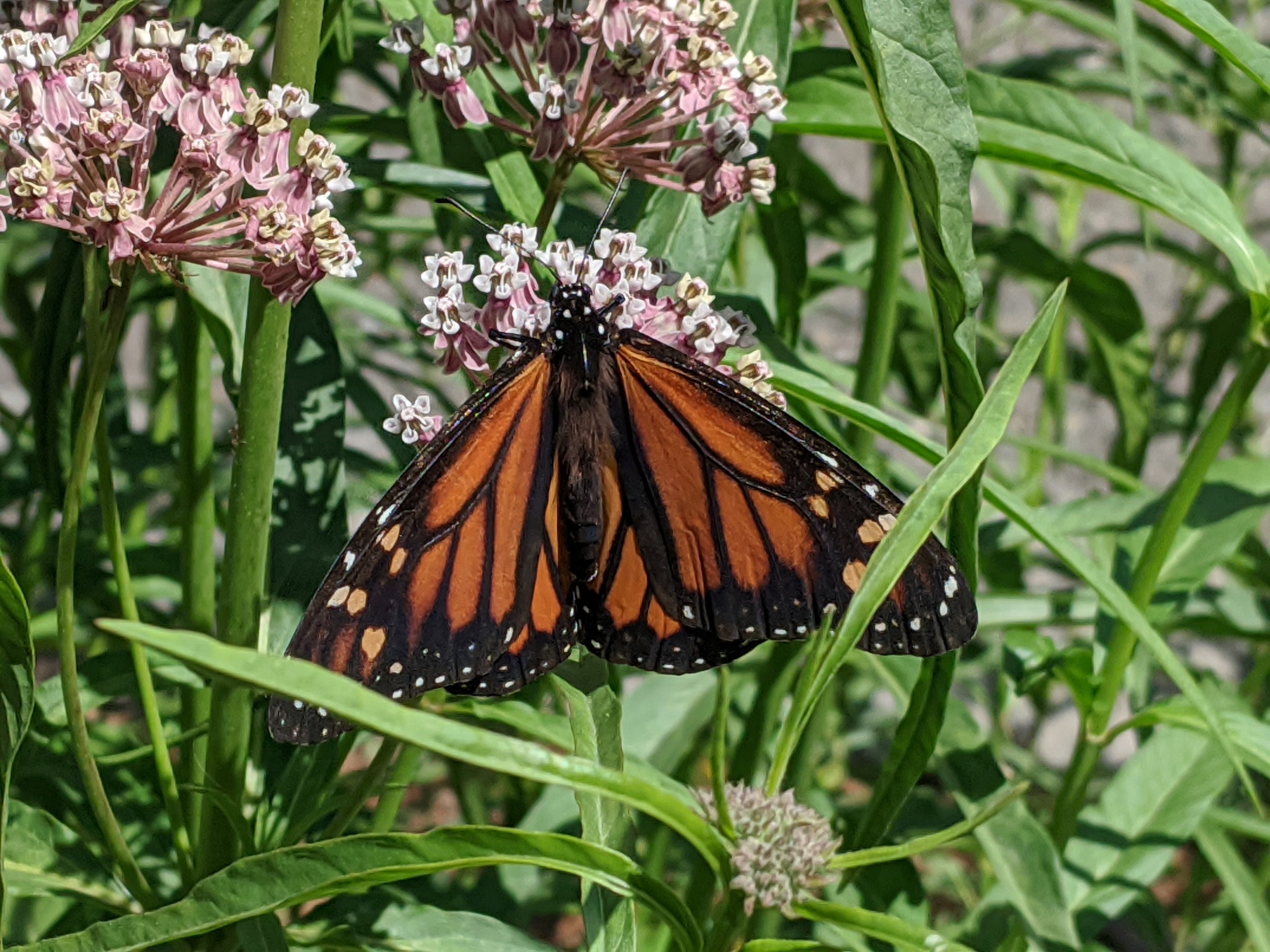 Creating a pollinator pathway in Berkeley: 1 traffic circle, 2 front ...