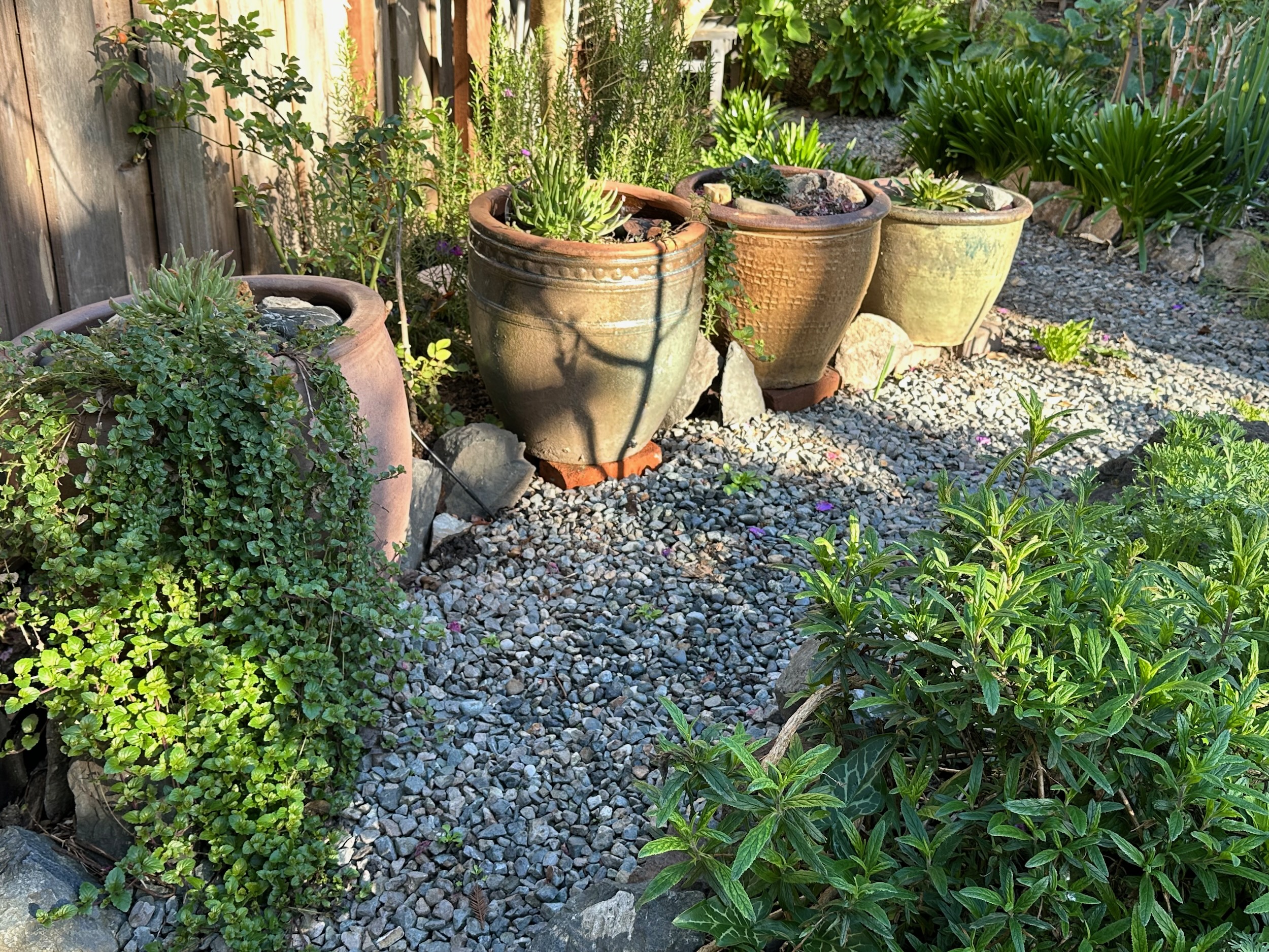 Nancy Beckman and Tom Bickley’s garden - Bringing Back the Natives ...