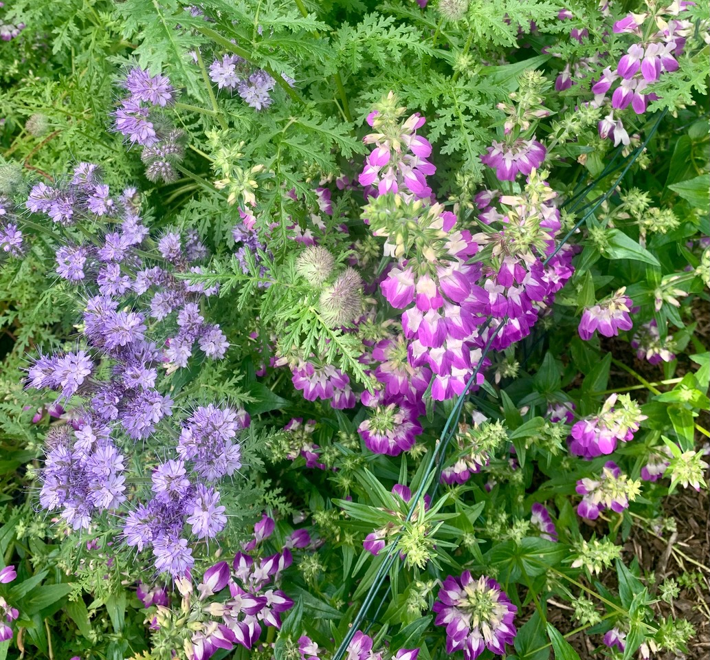 Nancy Beckman and Tom Bickley’s garden - Bringing Back the Natives ...
