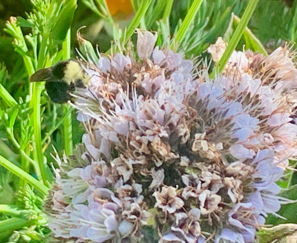 Nancy Beckman and Tom Bickley’s garden - Bringing Back the Natives ...
